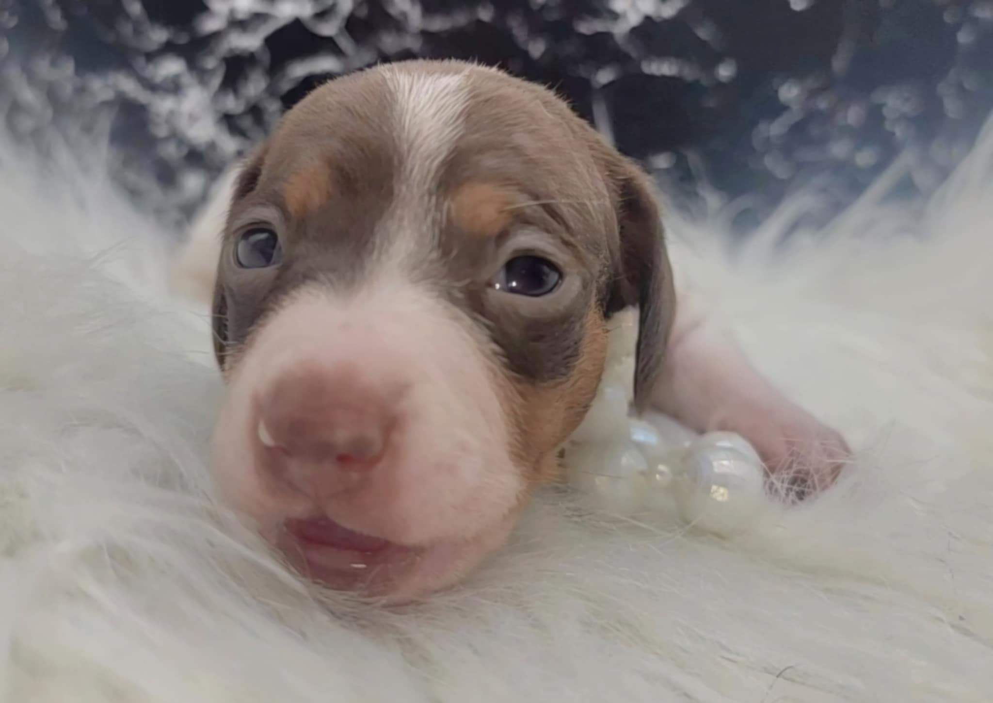 Puppies For Sale - Dashing Dachshunds